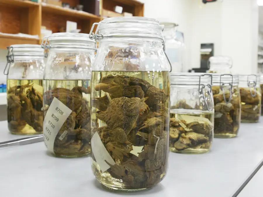 How much do you know about the rare specimens preserved by wet methods ...