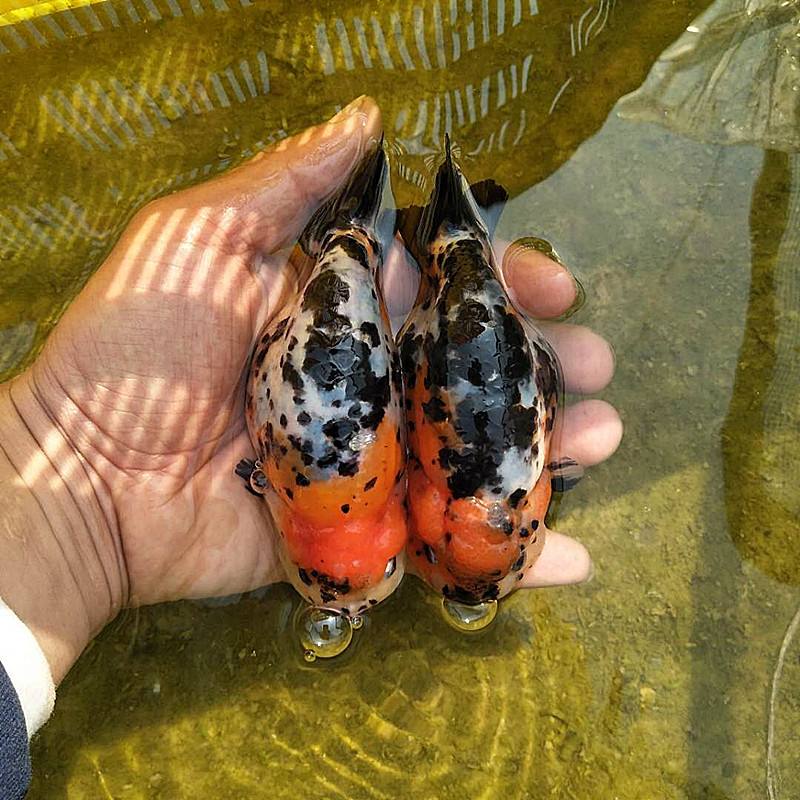 Guide to the correct feeding of Lanshou goldfish, beginners before ...