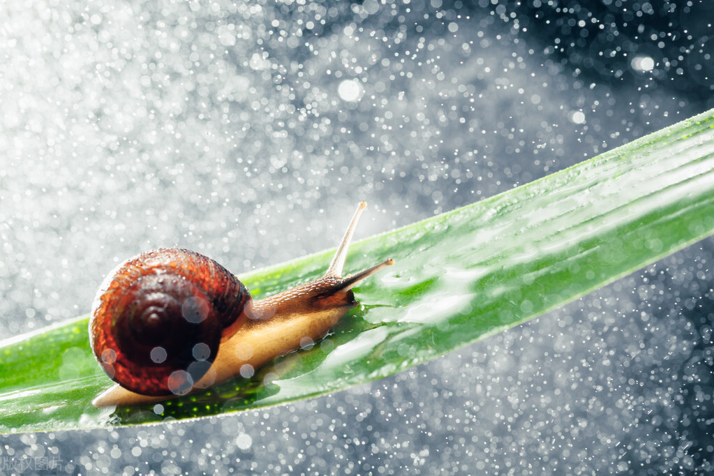 Slow and Beautiful: Exploring the World of Snails - iNEWS