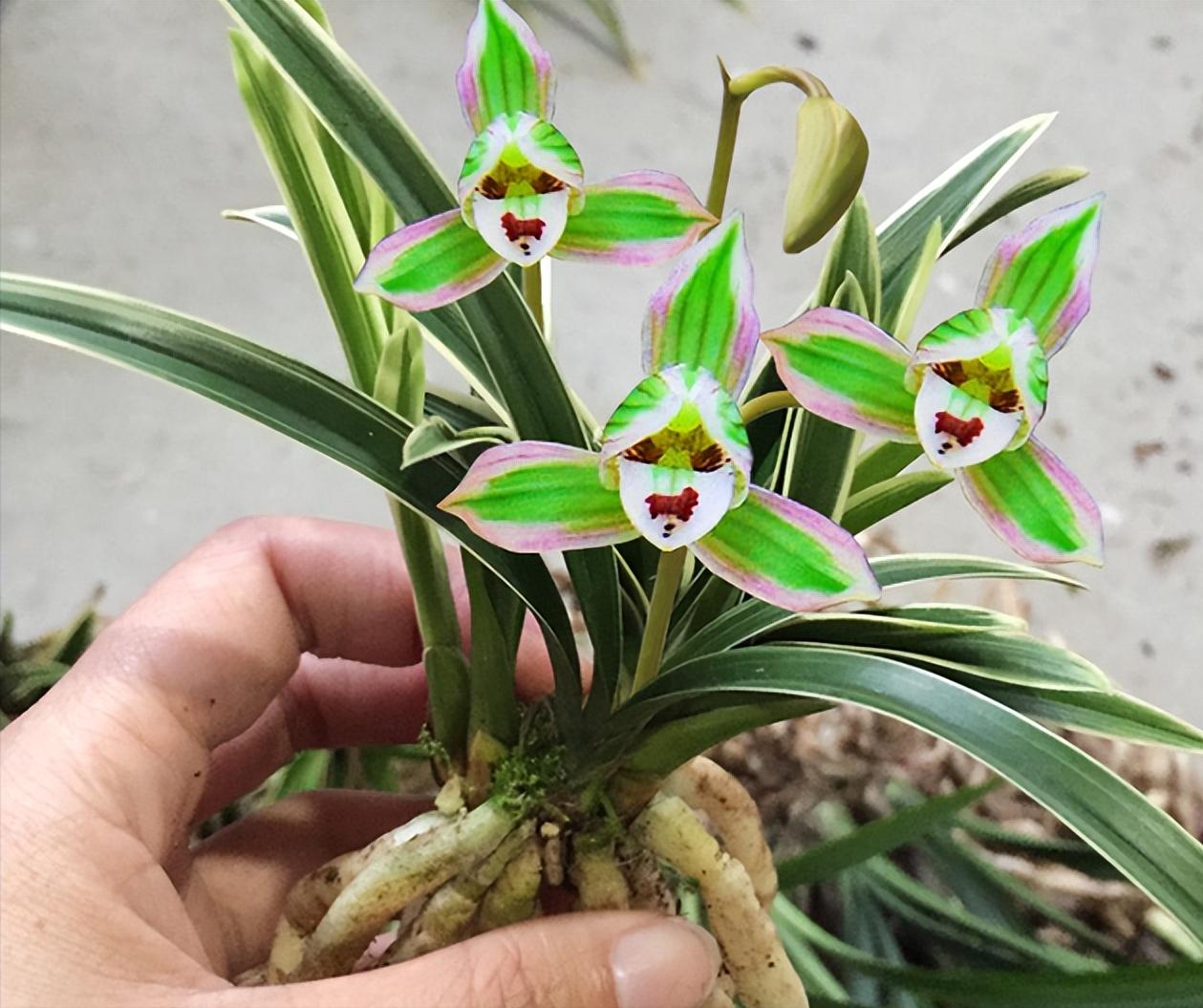 This two-color Four Seasons orchid suddenly became popular. It is ...