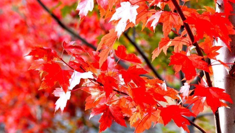 Liu Duyu's Poems: When the maple leaves are red, the autumn osmanthus ...