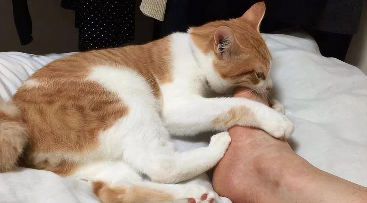 Cats "nibbing you" are not playing with you, but have this meaning - iMedia