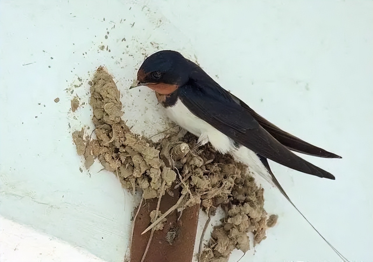 How long do swallows live?How many times do they build nests in their ...