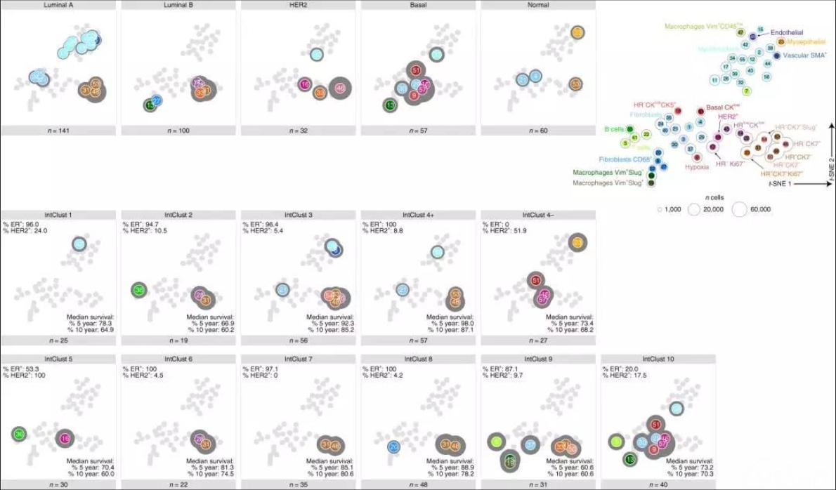 Do breast cancer markers affect cumulus cell gene expression? Have you ...