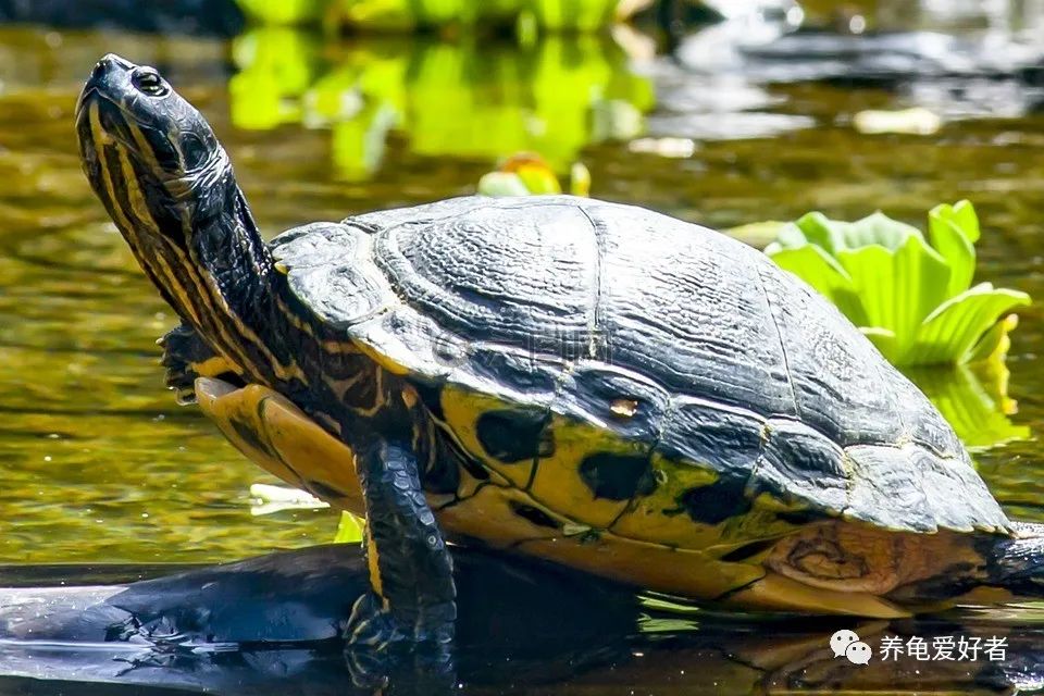 May I ask, where do you get your turtles now, is it reliable? - iNEWS