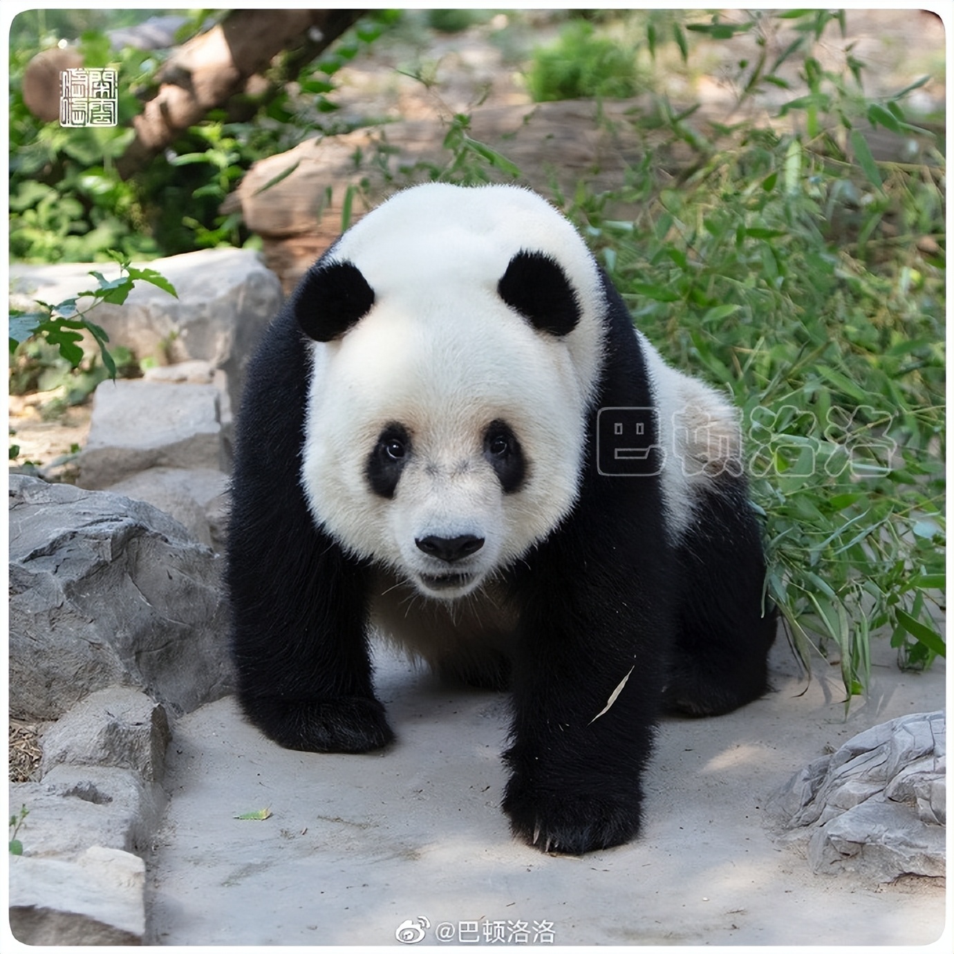 Have you ever seen a panda breaking bamboo with its face? Come and see ...