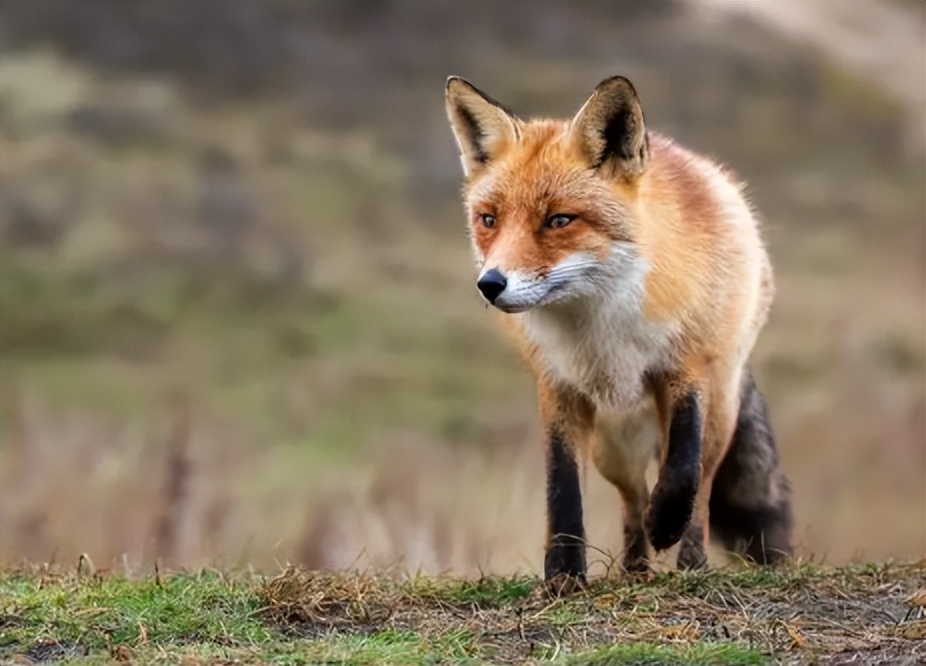 It turns out that foxes can also bite their ears. Is biting ears also a ...