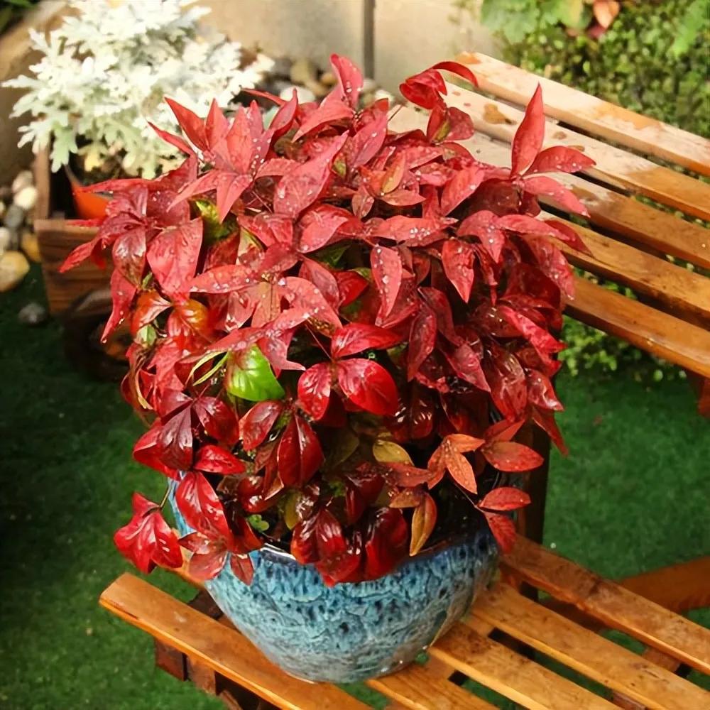 Sharing——The tree is beautiful, upright and straight, with many red ...