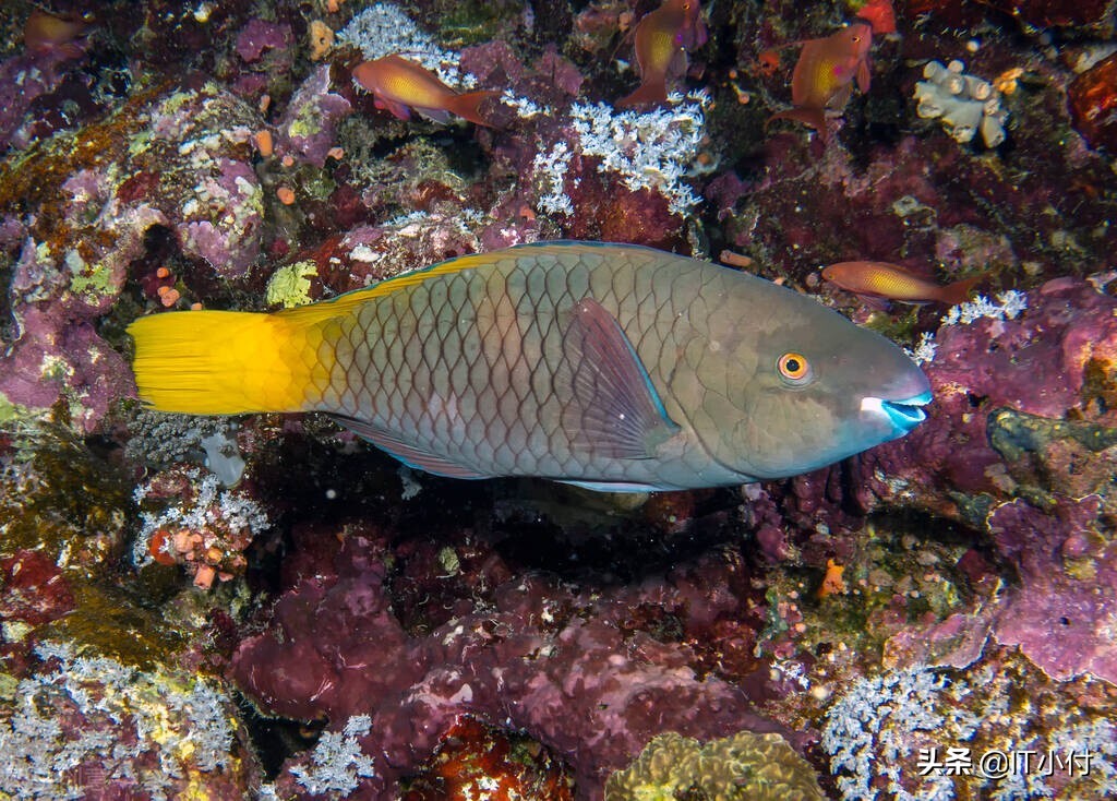Is the Red Sea really red? - iNEWS