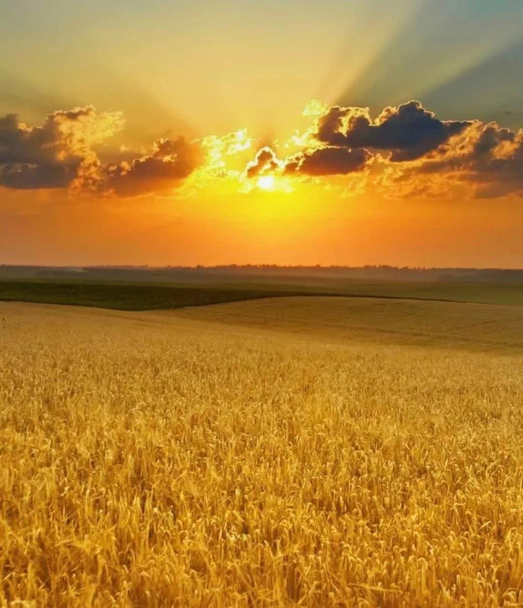 Qing Ping Le Bian Qiuyan Go (Feng Shujun) - iNEWS