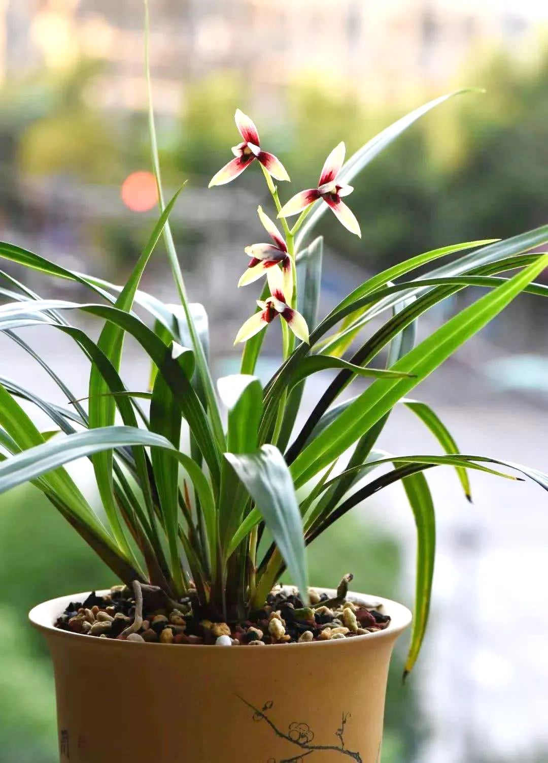 If you don't know how to mix and match orchid substrates, try these ...