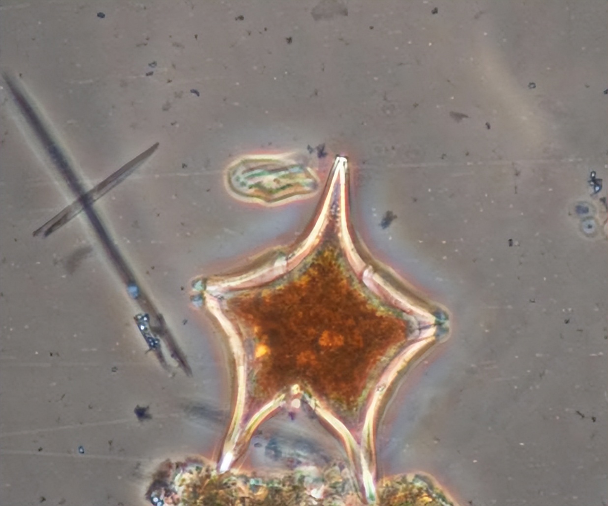 Phytoplankton ecology: a study of lake eutrophication and community ...