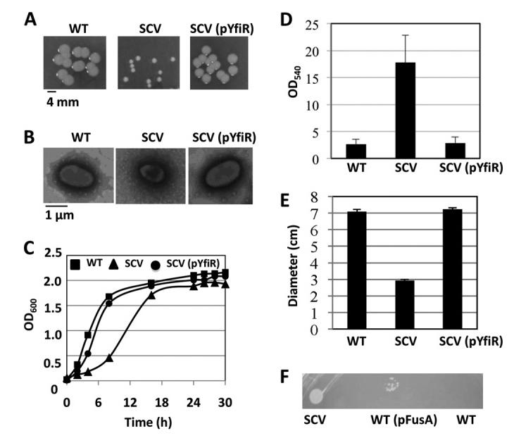 Genetic adaptation of small colony variants of Pseudomonas clorafisii ...