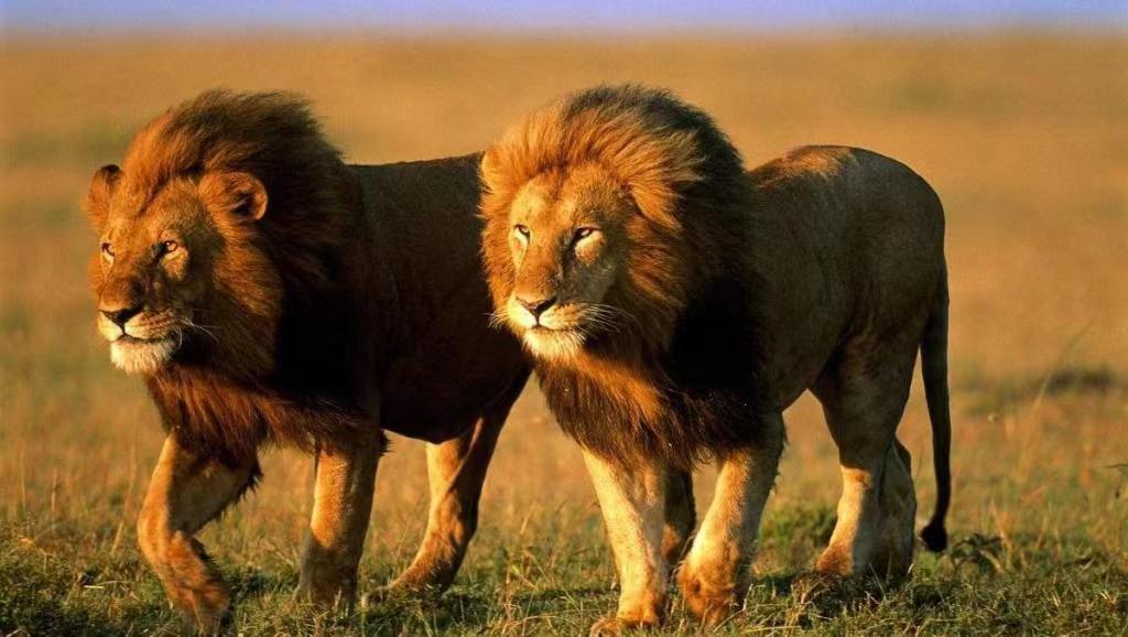 The legendary story of Zeus, the lion king, swept across the entire ...