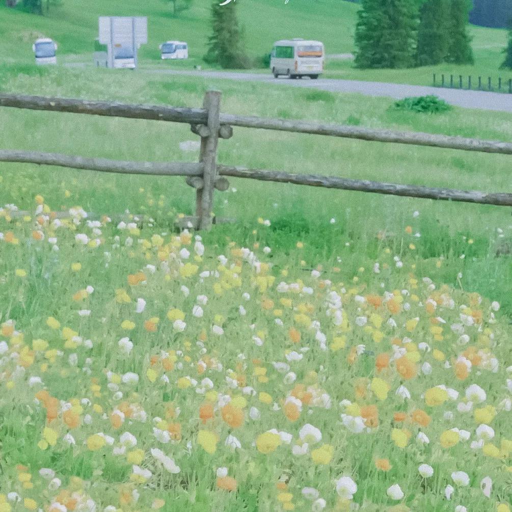 Reading "Letter from a Strange Woman" - iNEWS