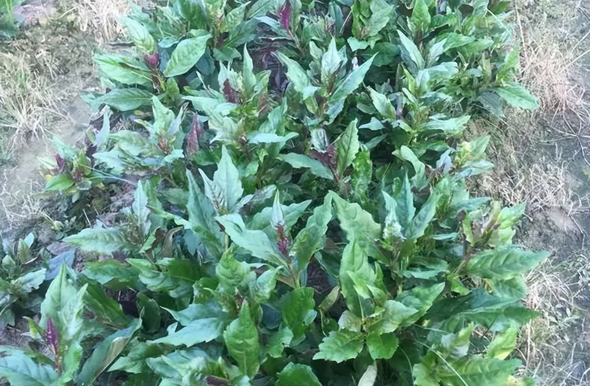 5 kinds of vegetables with "big poison", which used to be common home ...