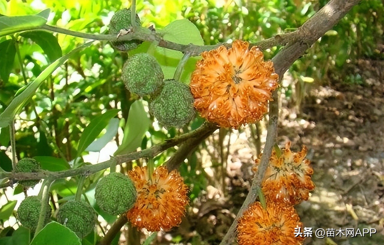 Seedling species introduction - mulberry - iMedia