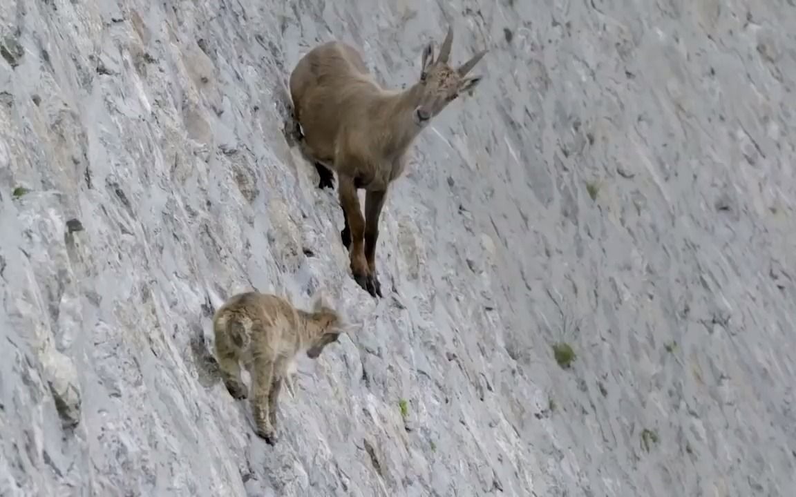 Snow leopards were found in Tibet. When they preyed on wild goats, they ...