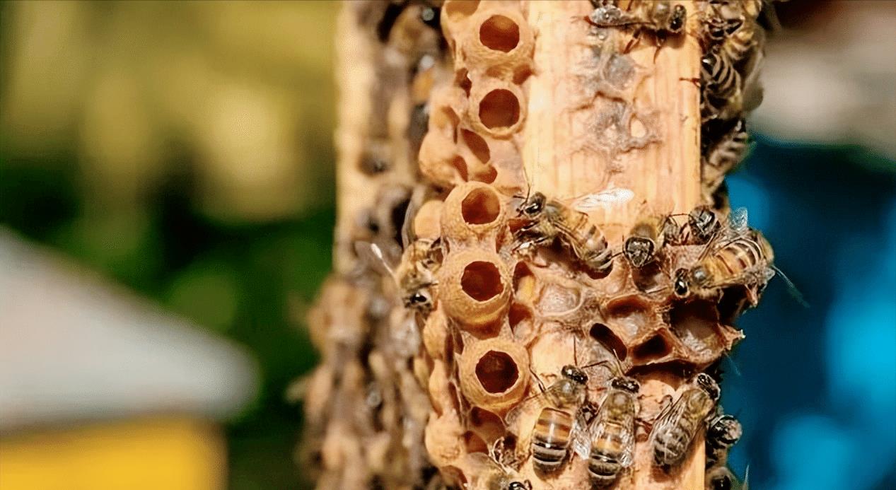 Why are bees always flying around you? Bees behave like this with ...