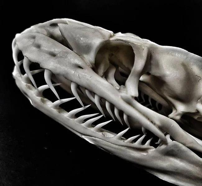 Why haven't pythons evolved venom? Isn't that invincible? - iNEWS