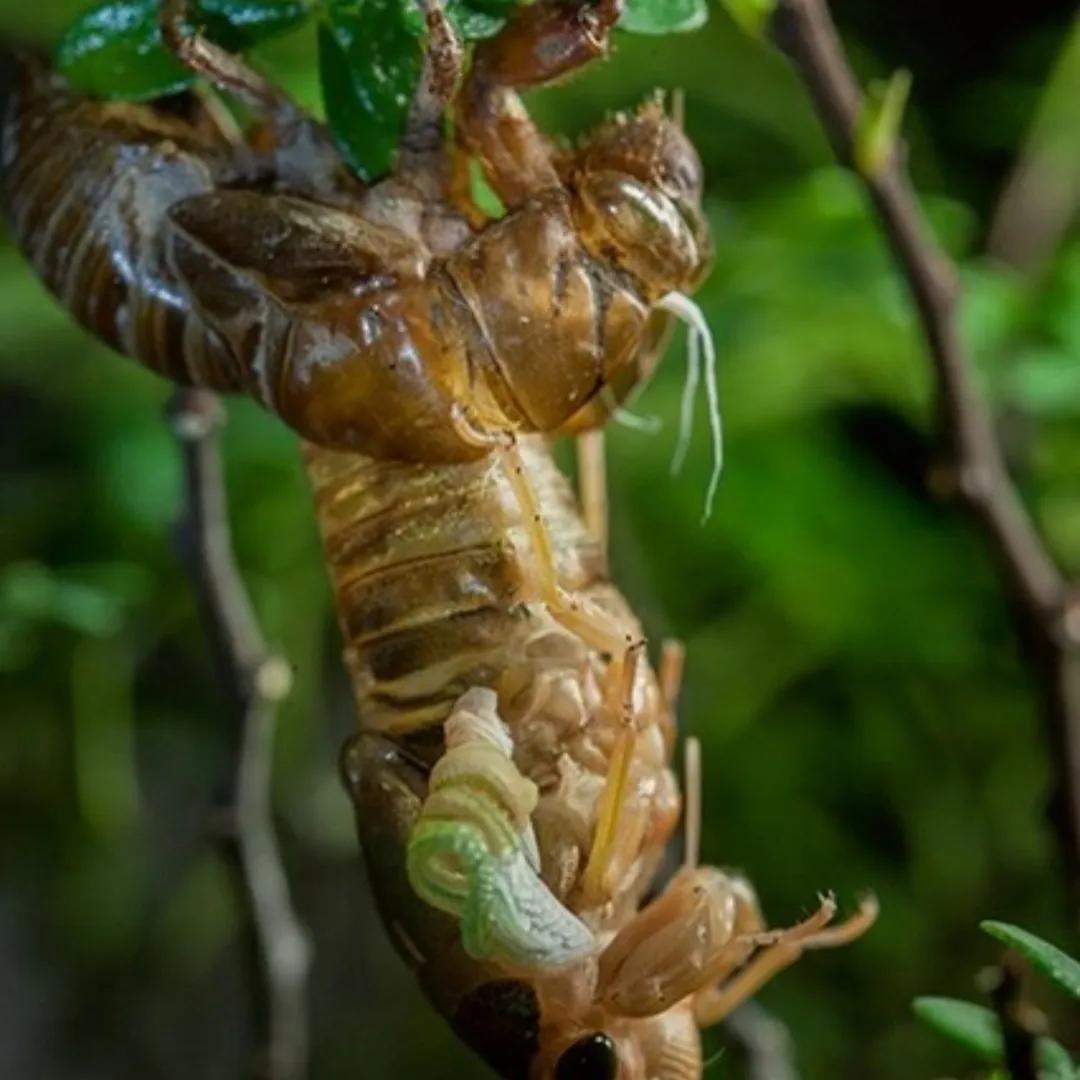 golden cicada - iNEWS