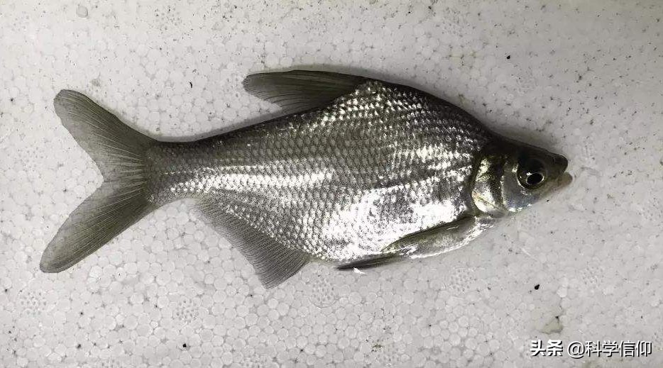 The fish is delicious, but the spines are difficult to pick. Scientists ...