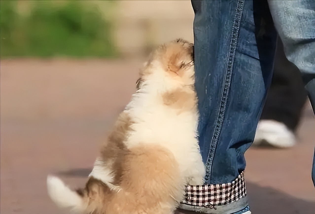 There are actually 7 meanings when a dog hugs your thigh, maybe you don ...