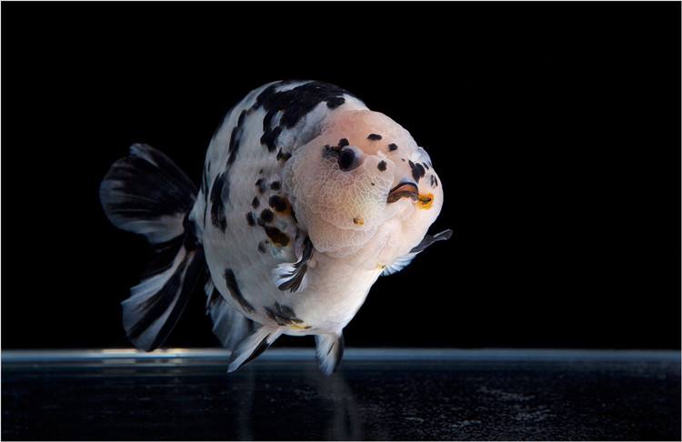 Guide to the correct feeding of Lanshou goldfish, beginners before ...