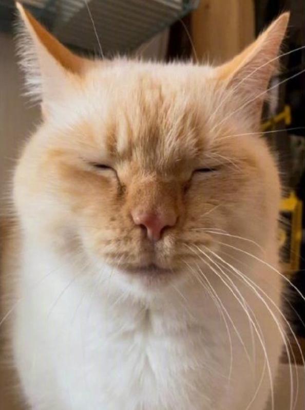 30 excrement shovelers took shit and secretly photographed cats going ...