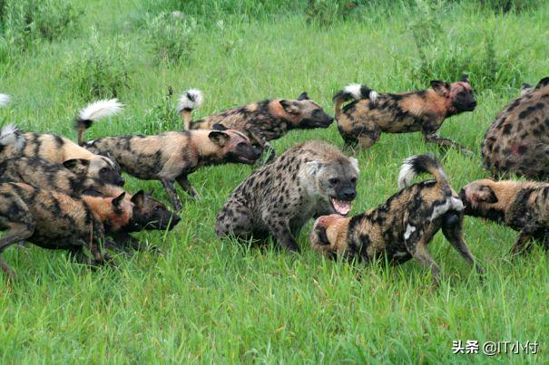 The most efficient hunter among large predators - the African wild dog ...