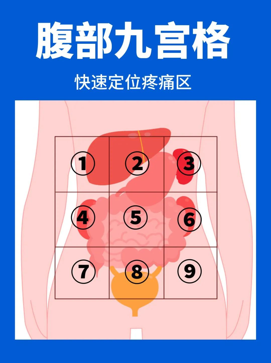 collect! Where does the stomach pain come from? A "belly map" makes it ...