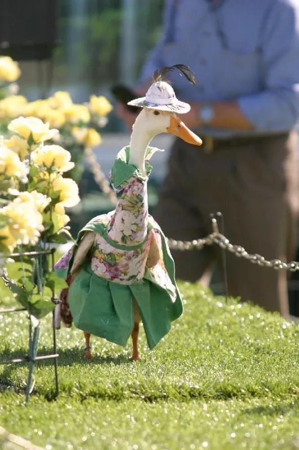 The annual duck fashion show in Sydney, Australia - iNEWS