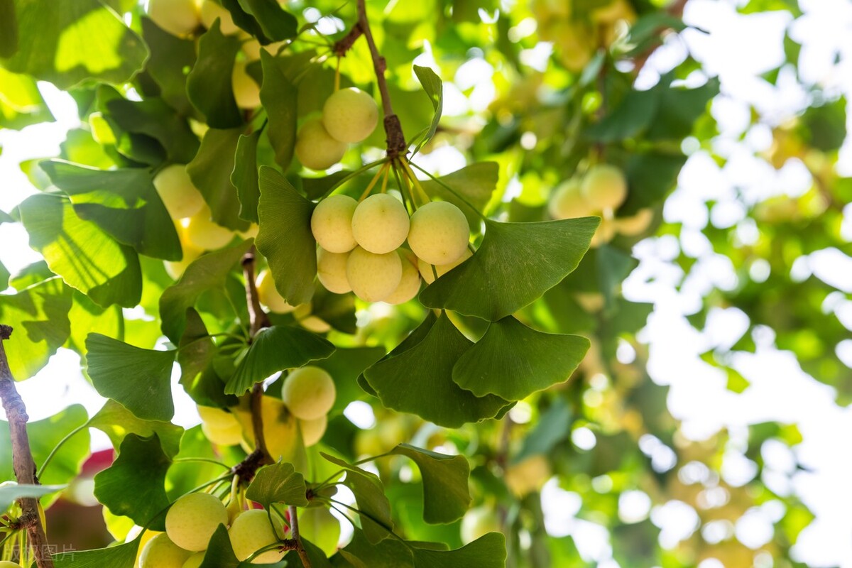 7 will die! Ginkgo biloba is poisonous, why is it planted all over the ...