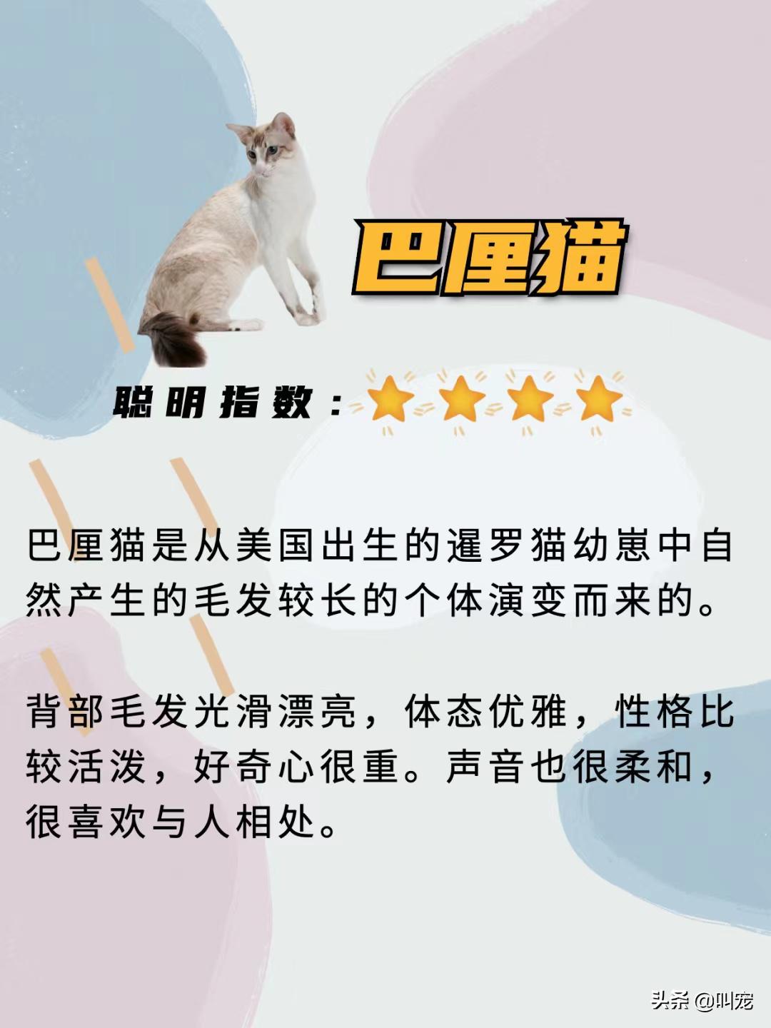 Cat IQ ranking, see if your cat is on the list? - iNEWS