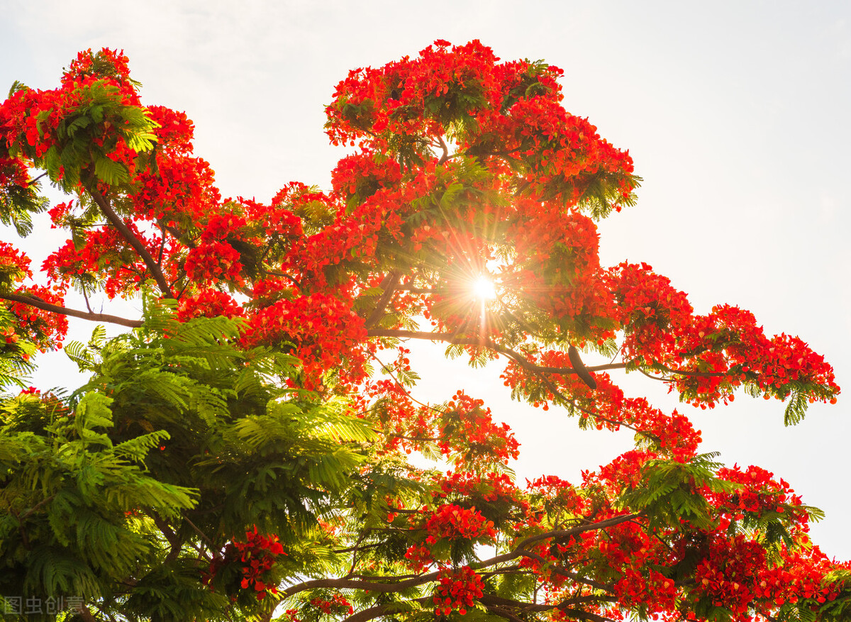 Do you know the meaning of phoenix flower? - iNEWS