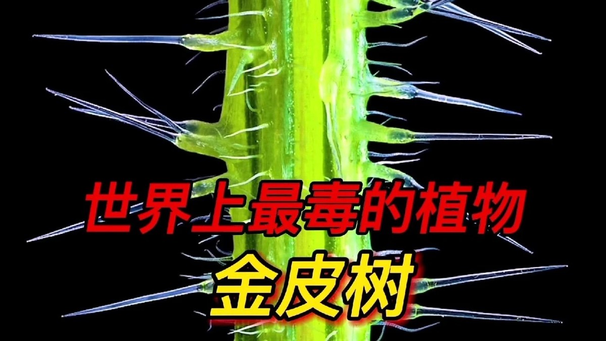 "The fate of the golden bark tree being wiped, but still being eaten ...