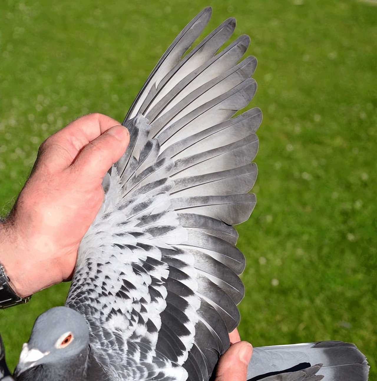 The wings of top fast pigeons have these characteristics - iNEWS