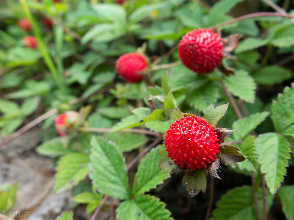 Is snakeberry the fruit eaten by snakes? Is it poisonous or not, can it ...