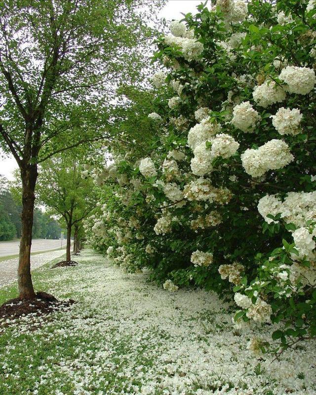 The high-end and atmospheric "Chinese wood hydrangea", the ceiling in ...