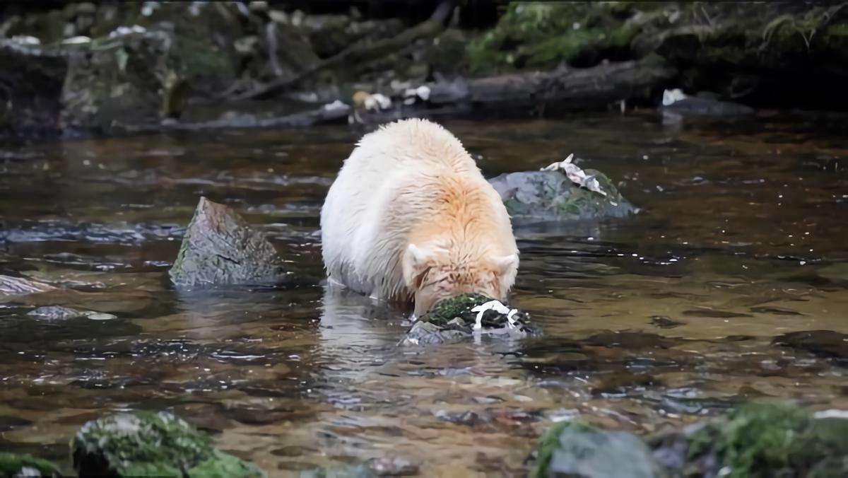 The realistic version of the unlucky bear, the albino brown bear was ...
