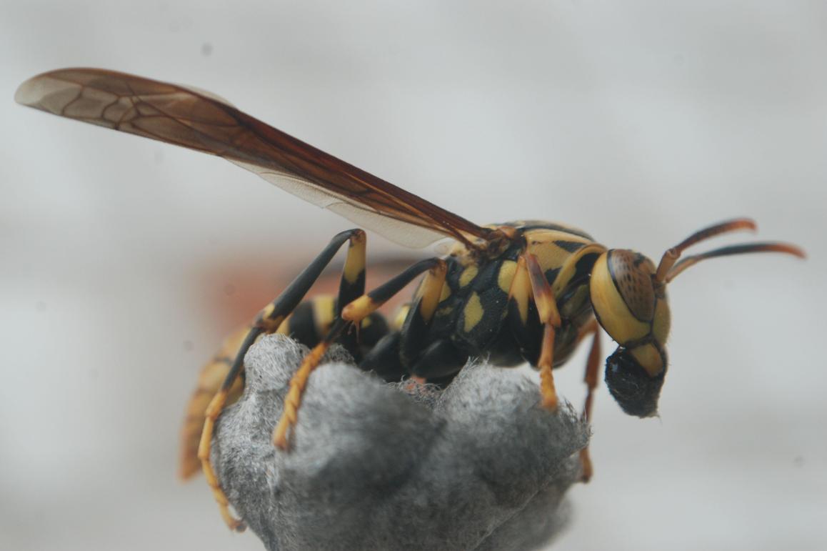 Wasps are ferocious and poisonous, so why are they not included in the ...