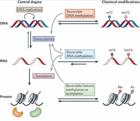 How does m6A methylation modification play a role in the replication of ...