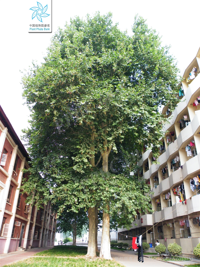 What is the difference between sycamore, French sycamore, colorful ...