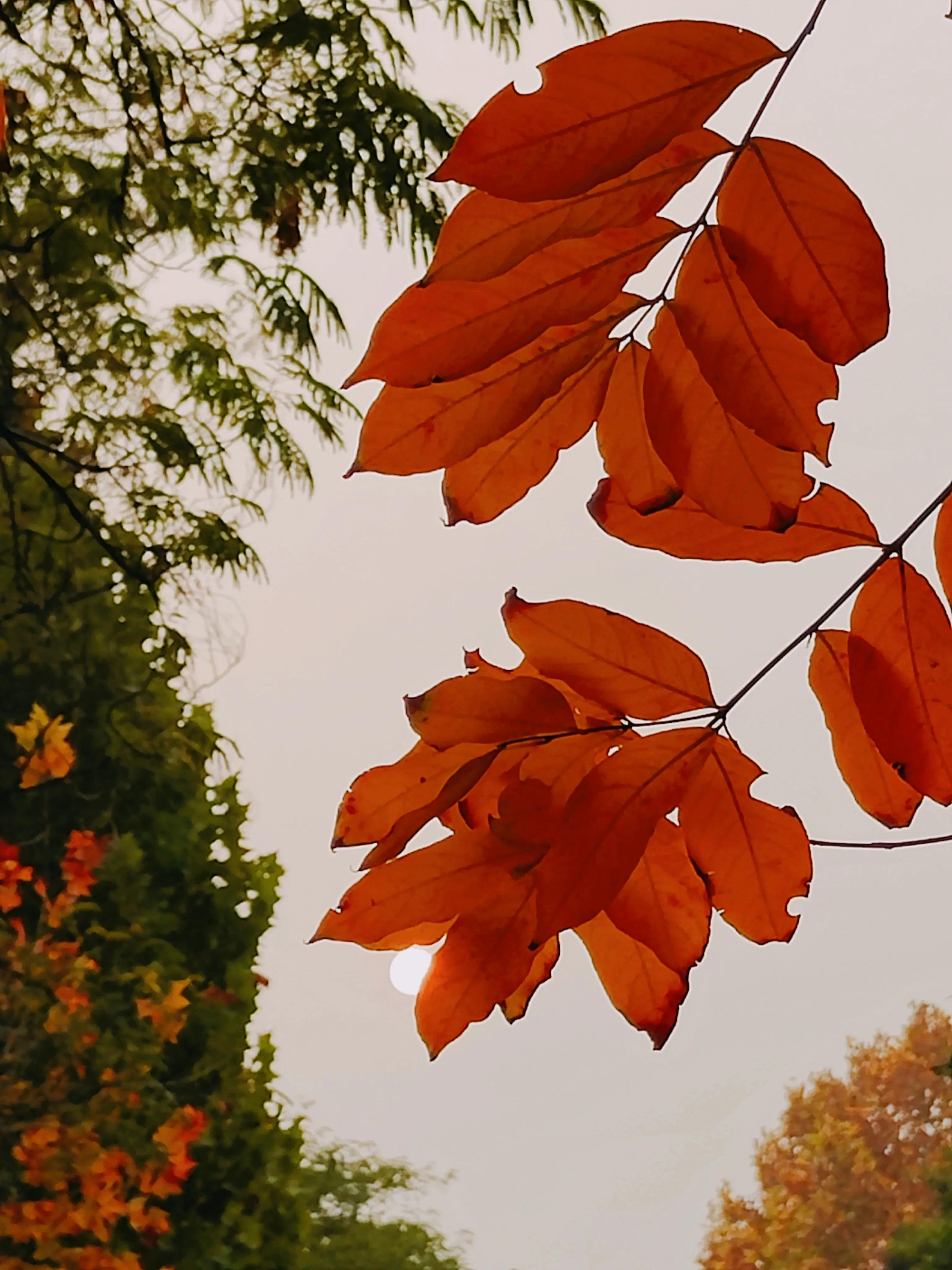 Yingbei Park in Yuzhou: The maple leaves are bright red and ginkgo ...