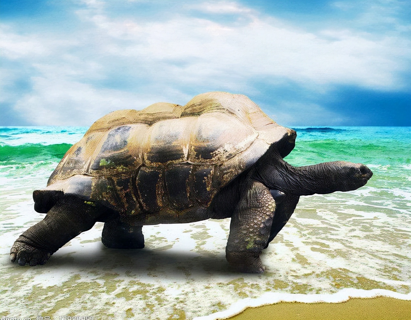 The tortoise that was forgotten by the god of death, from the Qing ...