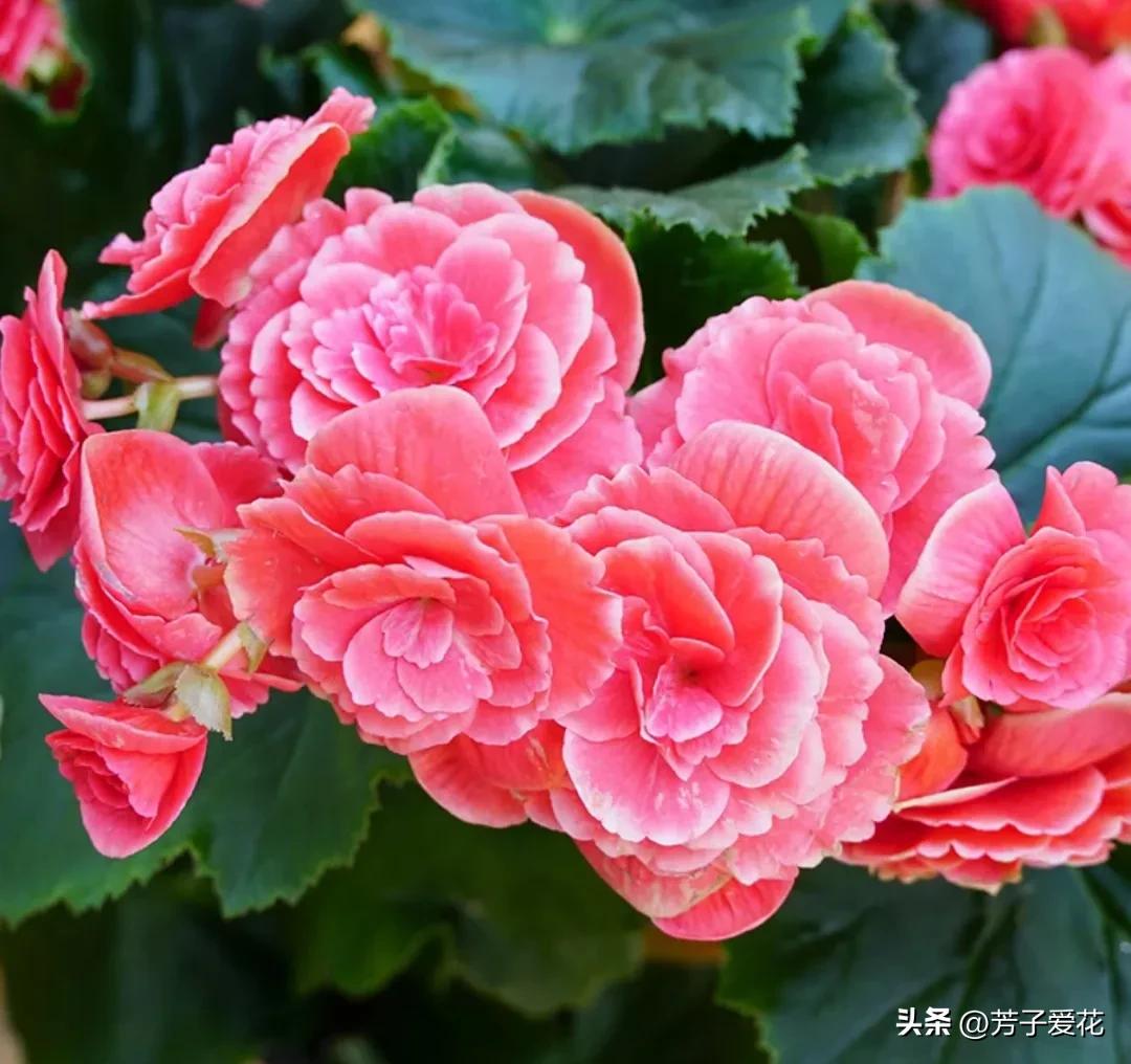 The flowers are like peonies, full of gold and jade - Rieger Begonia ...