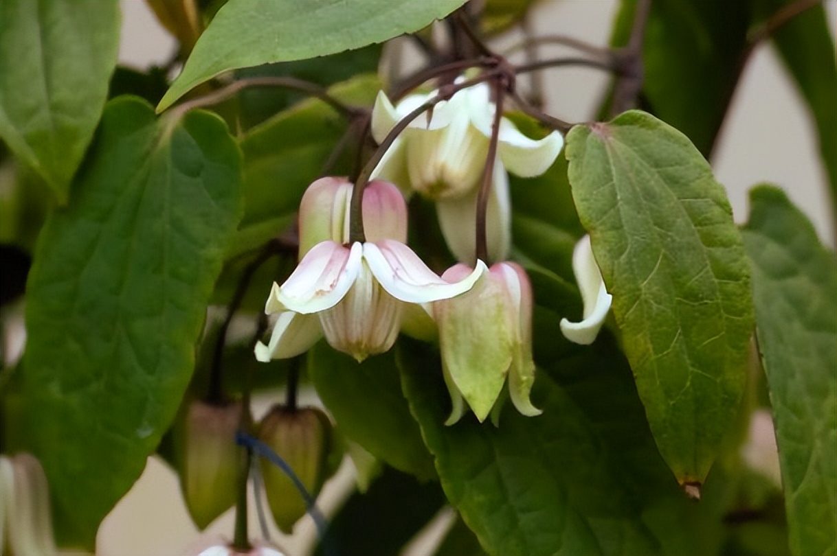 Time boils rain, vines bloom - iNEWS