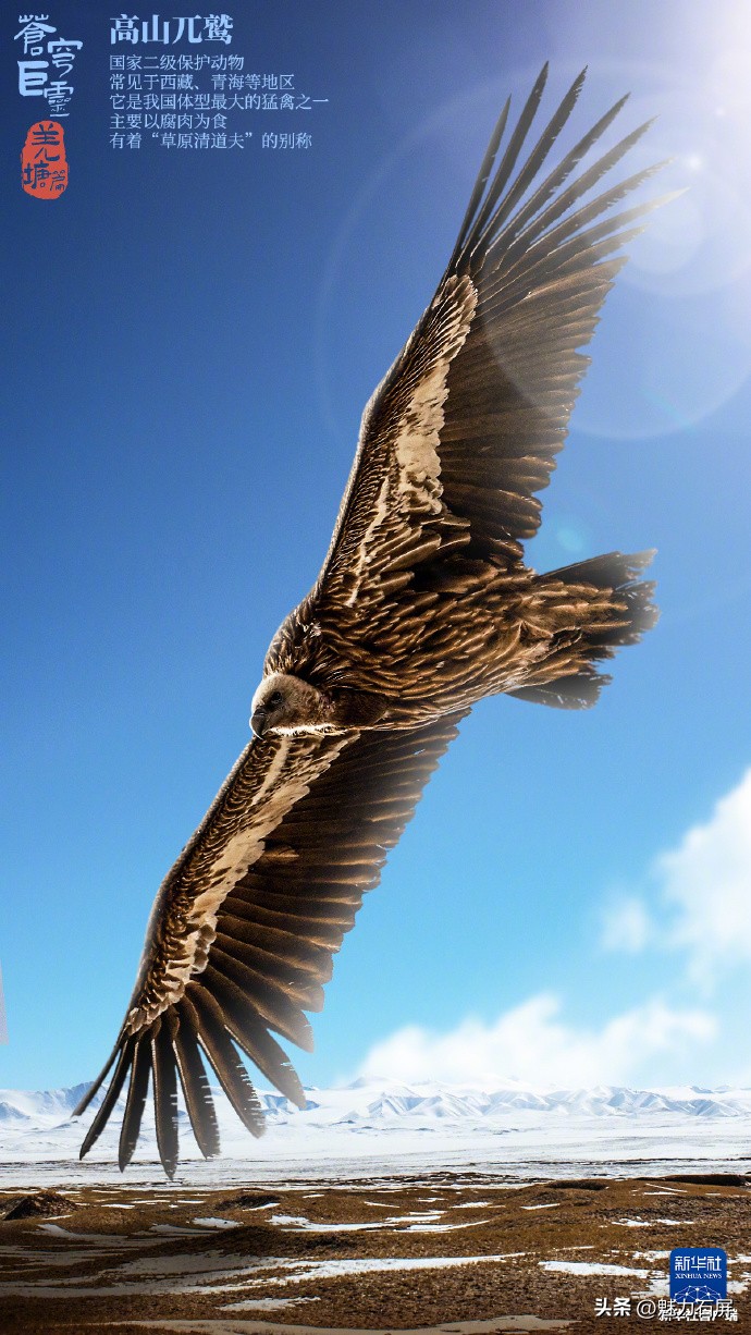 collect! Qiang Tang Chapter - iNEWS