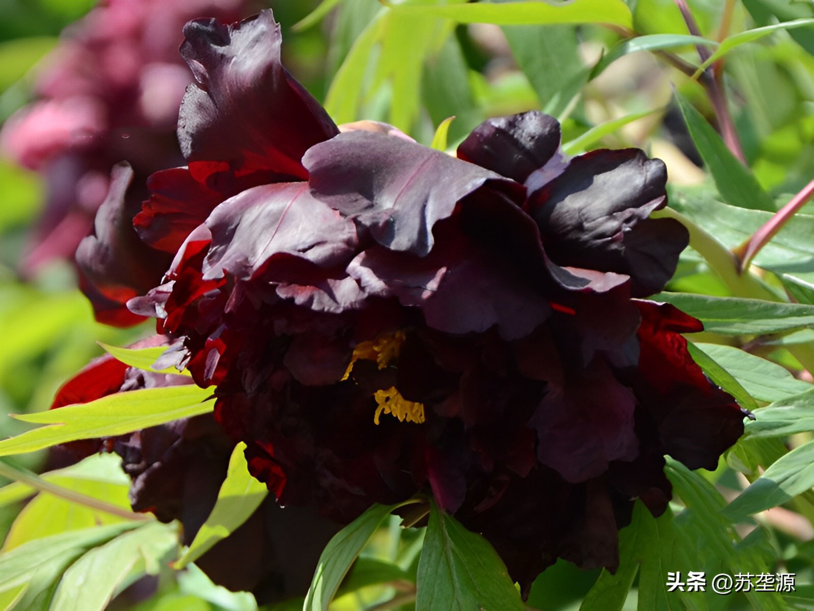 Identifying flowers and grass: a kind of flower with a mythical color ...
