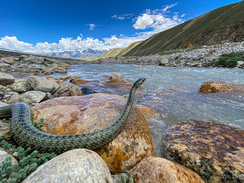 China's unique snake, the Tibetan hot spring snake, lives by "soaking ...